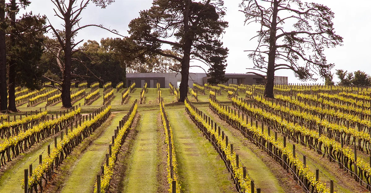 Small Wonder Winery | pitt&sherry